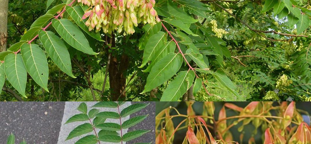 🌳 Pajasan žláznatý (Ailanthus altissima): síla, potenciál, využití a ...